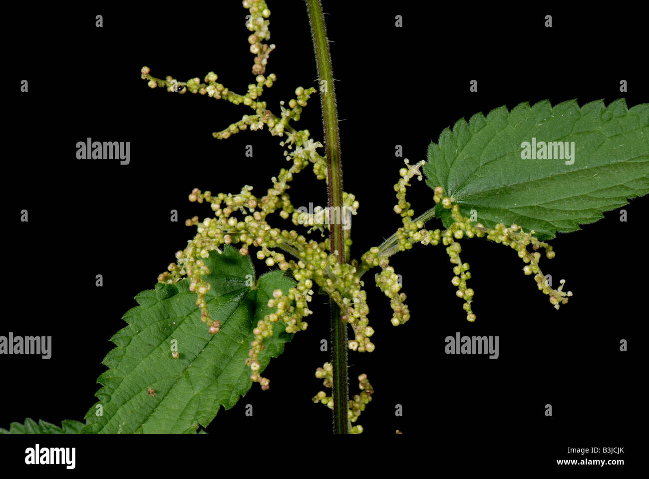 Flowers of stinging nettle Urtica dioica forming in the leaf axis Stock ...