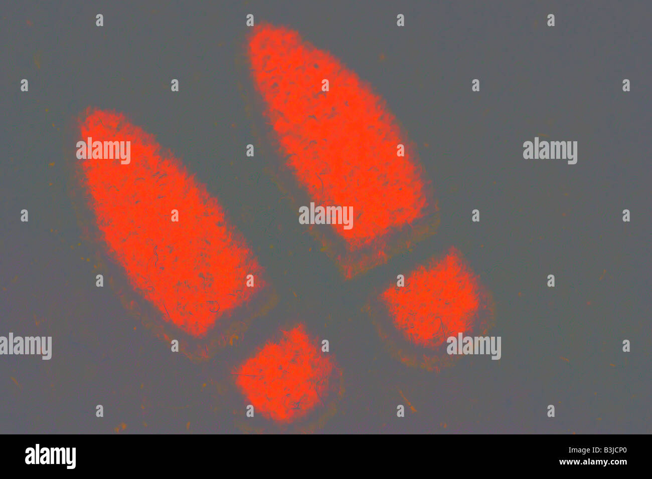 Shoe prints hi-res stock photography and images - Alamy