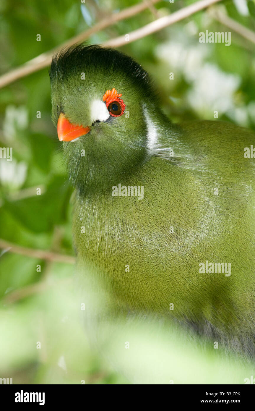 Turaco in flight hi-res stock photography and images - Alamy