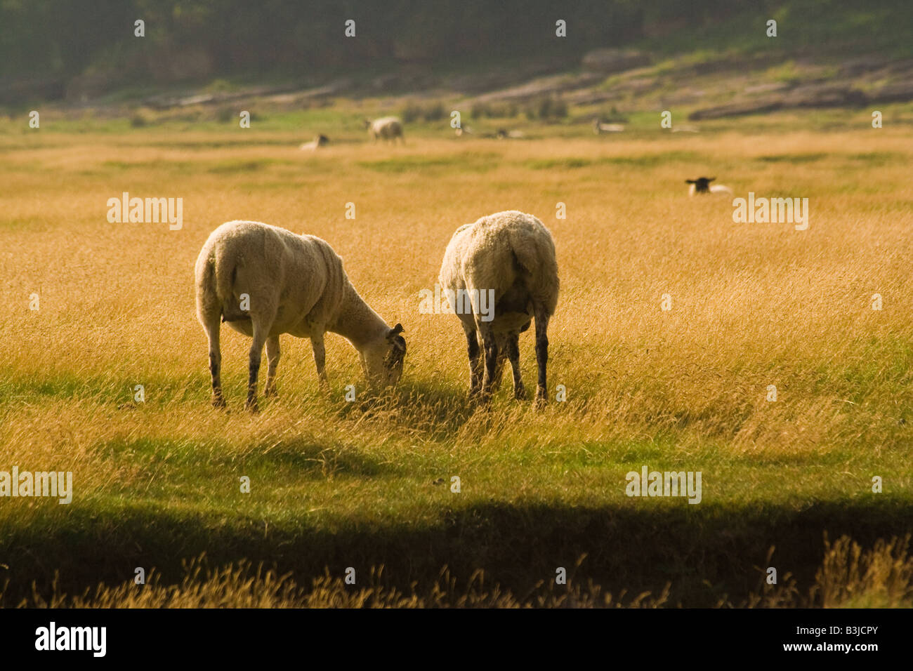 Two grazing sheep hi-res stock photography and images - Alamy