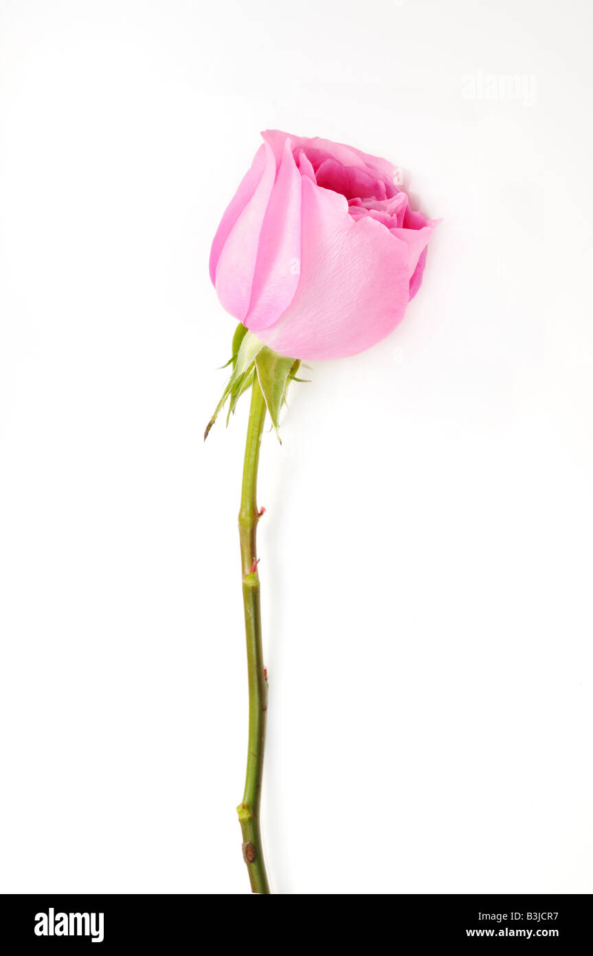 Pink rose hi-res stock photography and images - Alamy