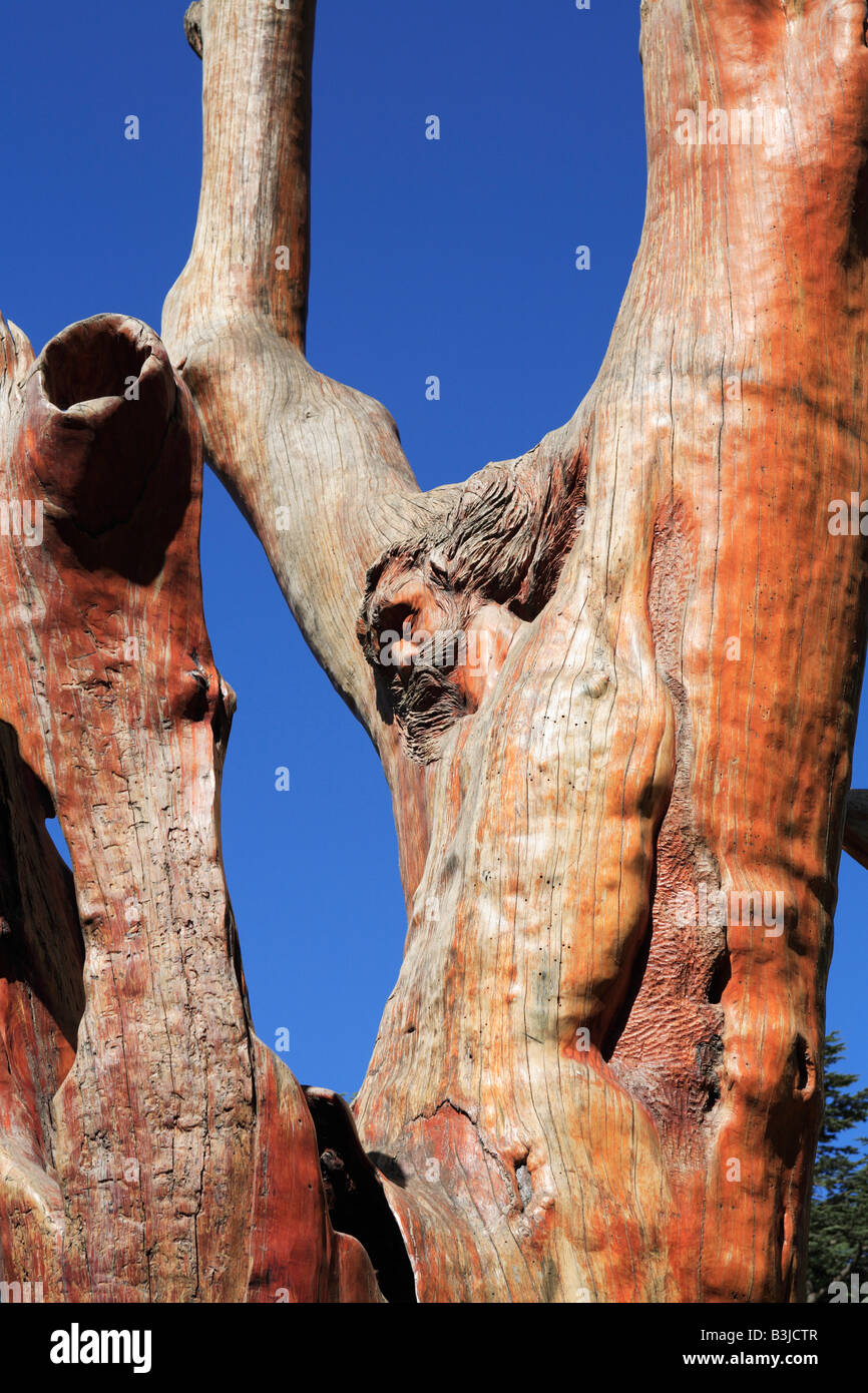 Lamartine Cedar with face of jesus carved by artist Rudy Rahme in ...