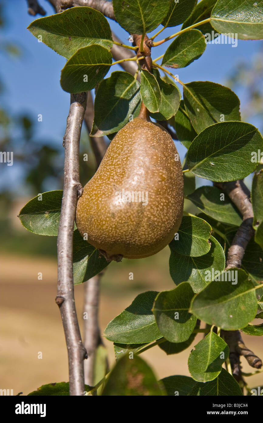 Pear tree hi-res stock photography and images - Alamy