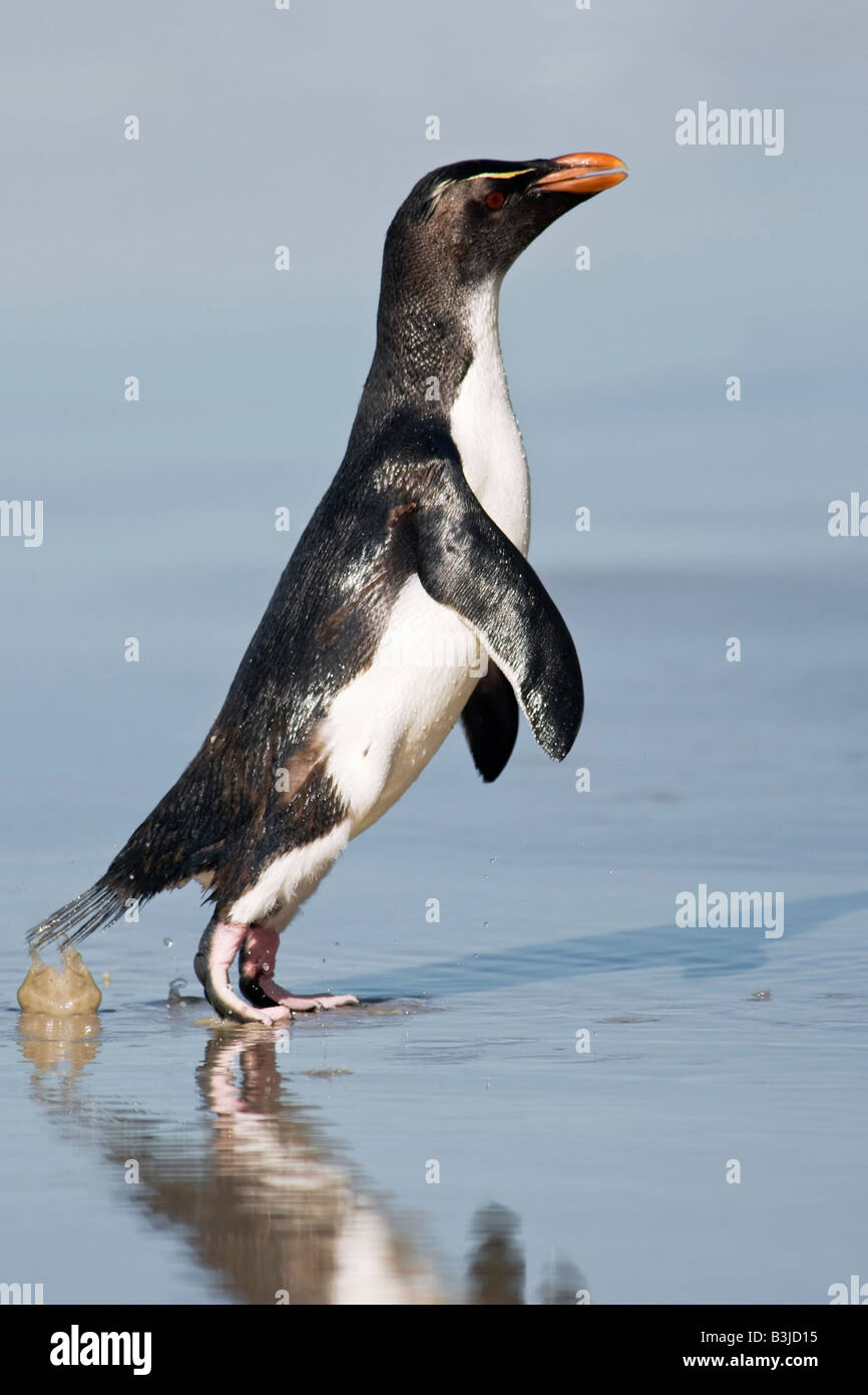 Rockhopper Penguin Jumping