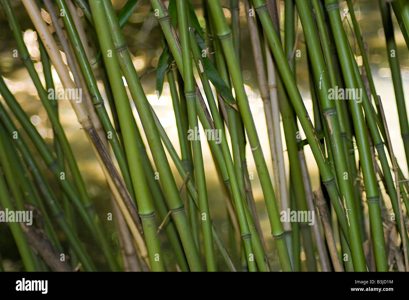 Japanese bamboo stalks hi-res stock photography and images - Alamy
