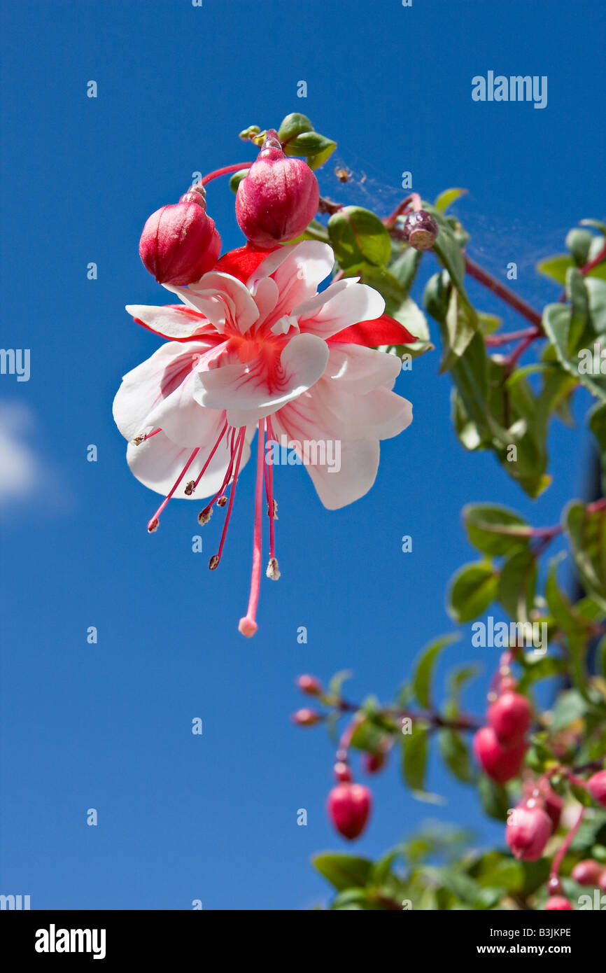 Fuchsia Swingtime against a blue sky Stock Photo - Alamy