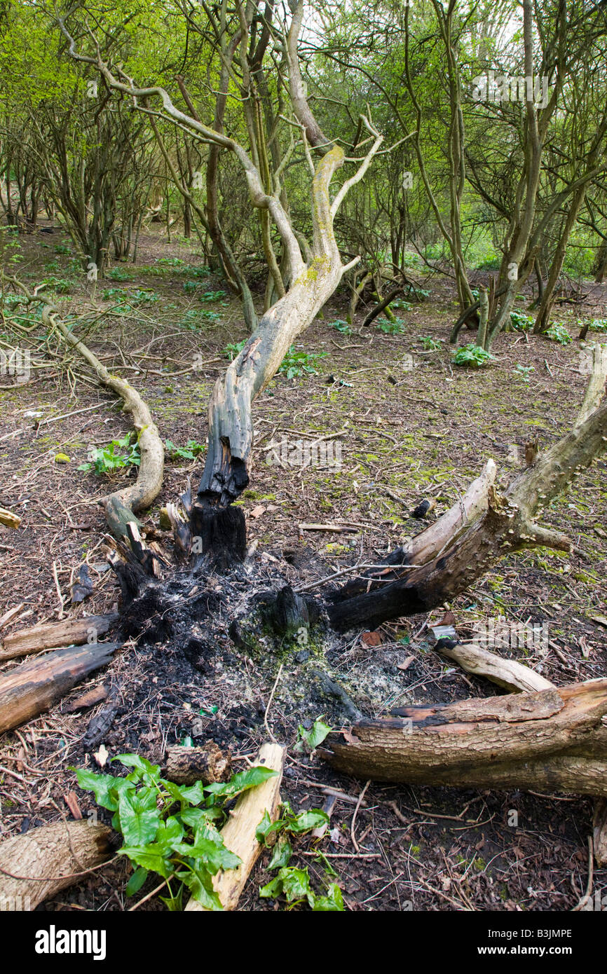 Tree destroyed by arson Stock Photo - Alamy