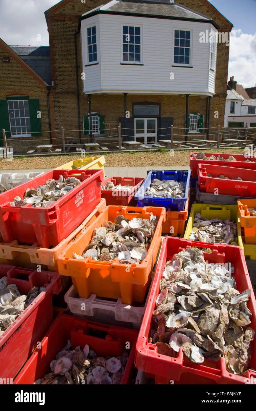 Empty whitstable oyster shells hi-res stock photography and images - Alamy