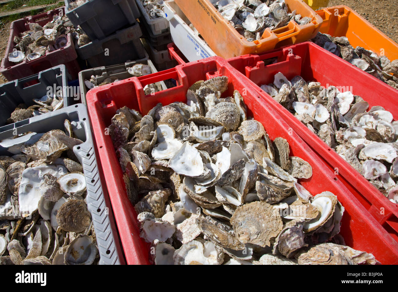 Shell Waste Stock Photos & Shell Waste Stock Images - Alamy