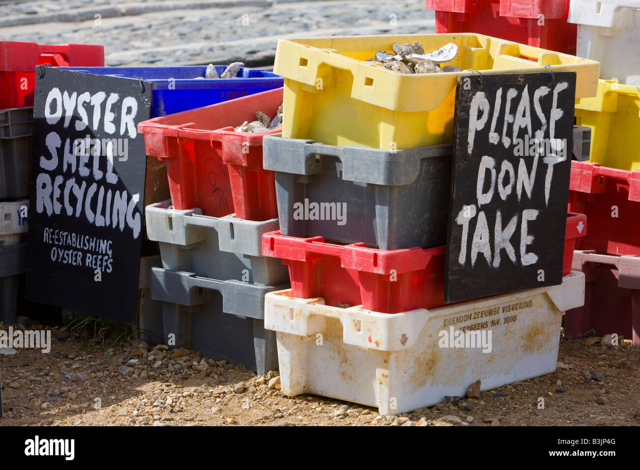 Empty whitstable oyster shells hi-res stock photography and images - Alamy