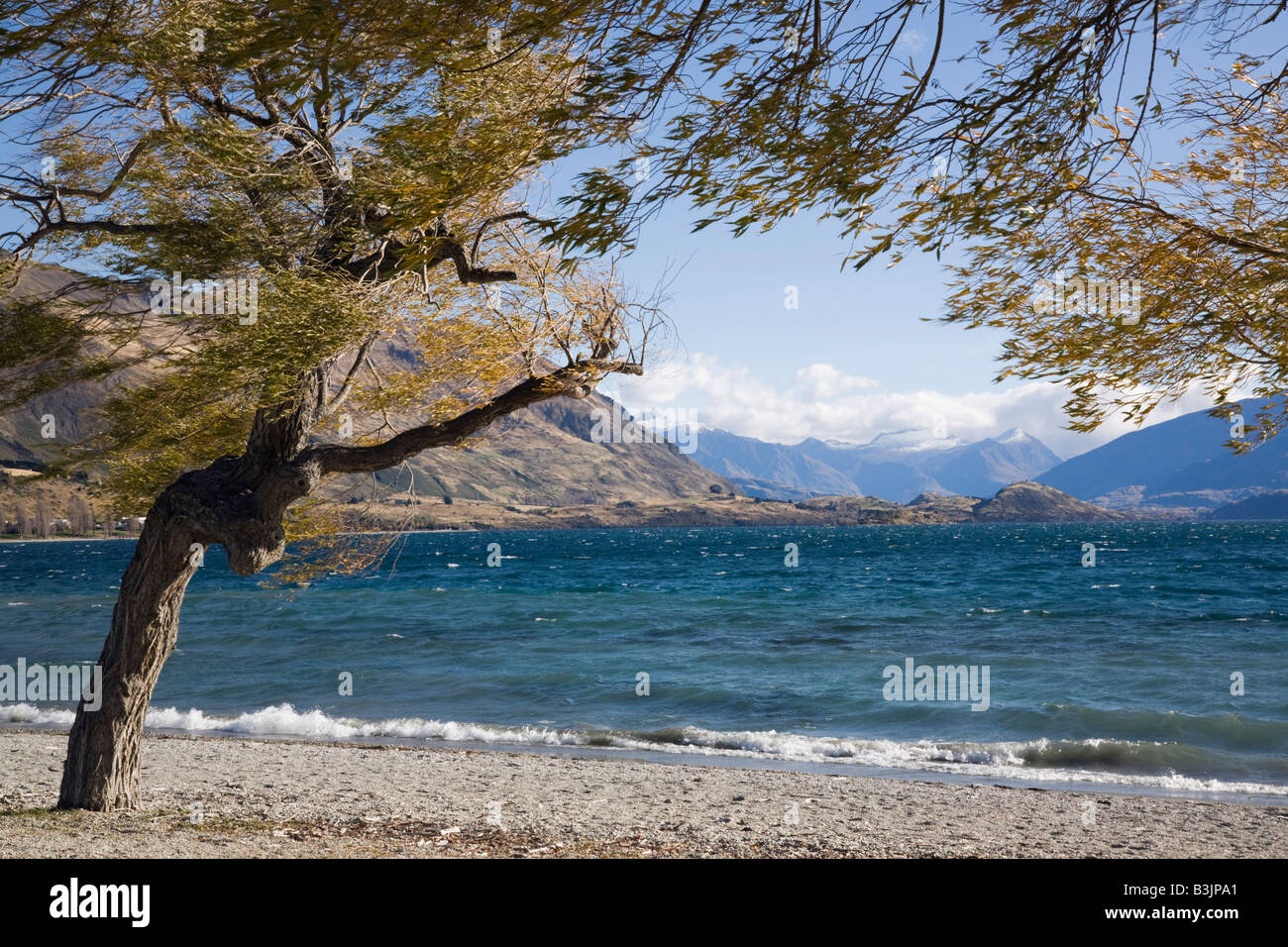 Wanaka Otago South Island New Zealand May Tree on lakeside beach at ...