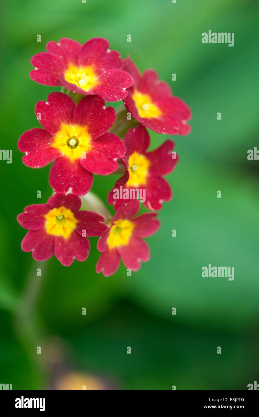 Primrose foliage hi-res stock photography and images - Alamy