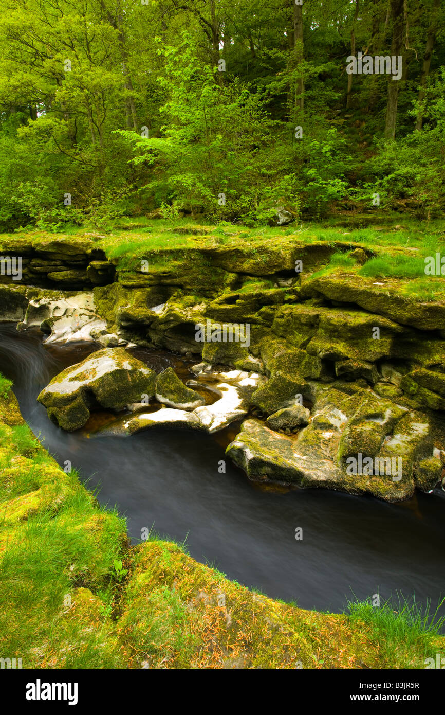 England, Yorkshire, Yorkshire Dales National Park. The Strid flowing ...
