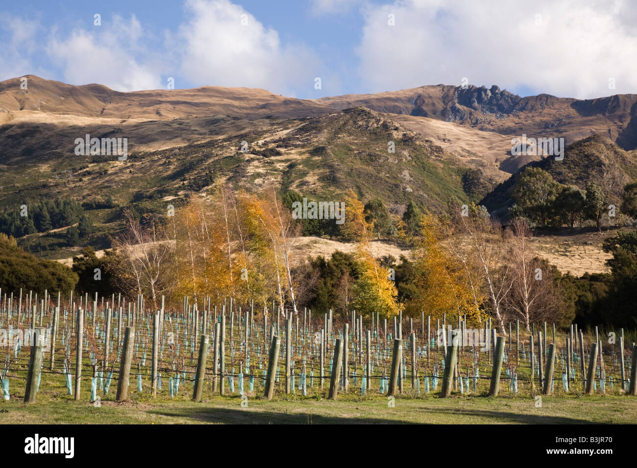 Growing Wanaka High Resolution Stock Photography and Images - Alamy
