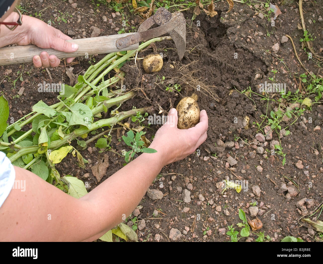 woman digging potatoes from ground in biologic garden harvest of ...