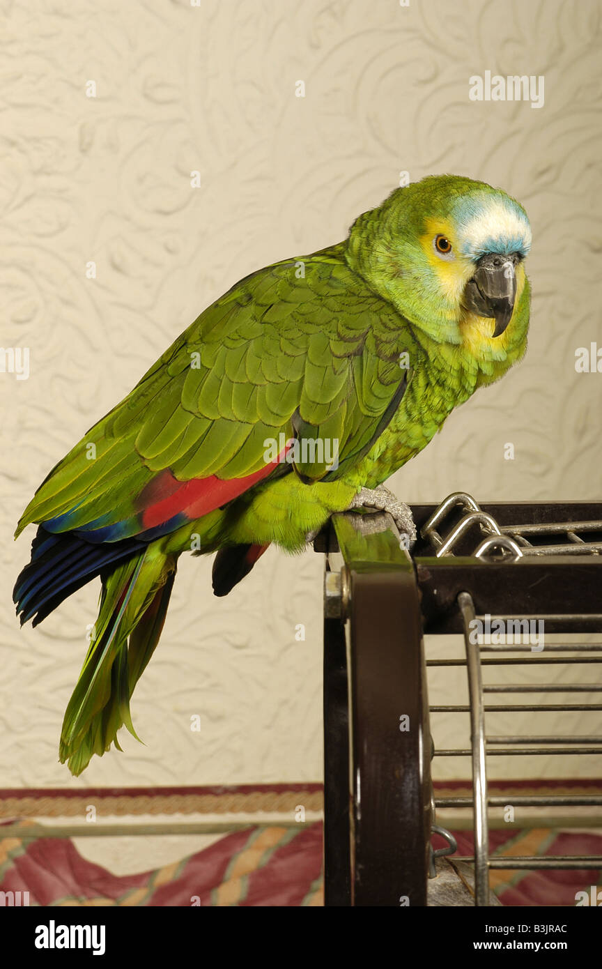 A Blue Fronted Amazon parrot on its cage Stock Photo - Alamy