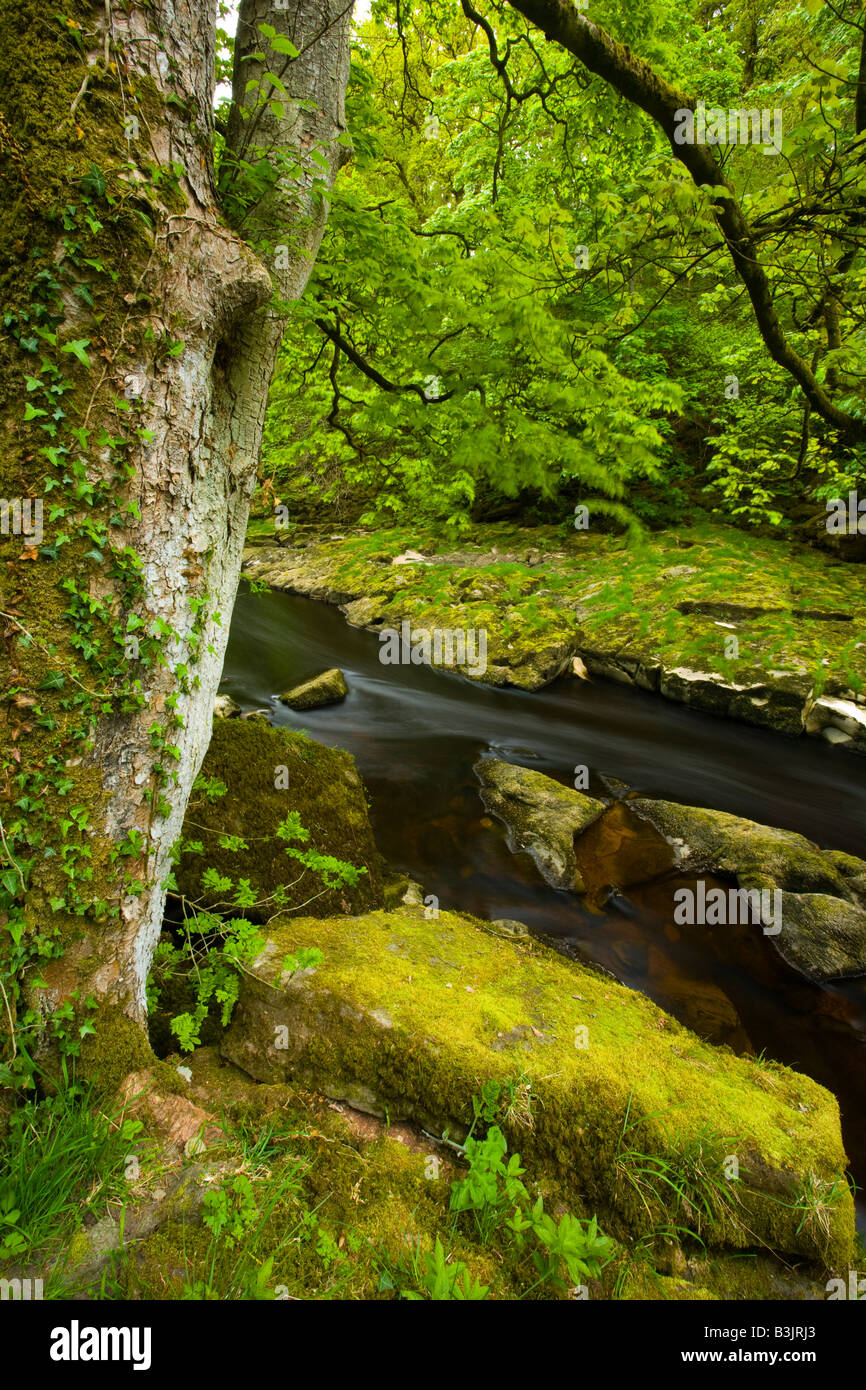 England, Yorkshire, Yorkshire Dales National Park. The Strid flowing ...