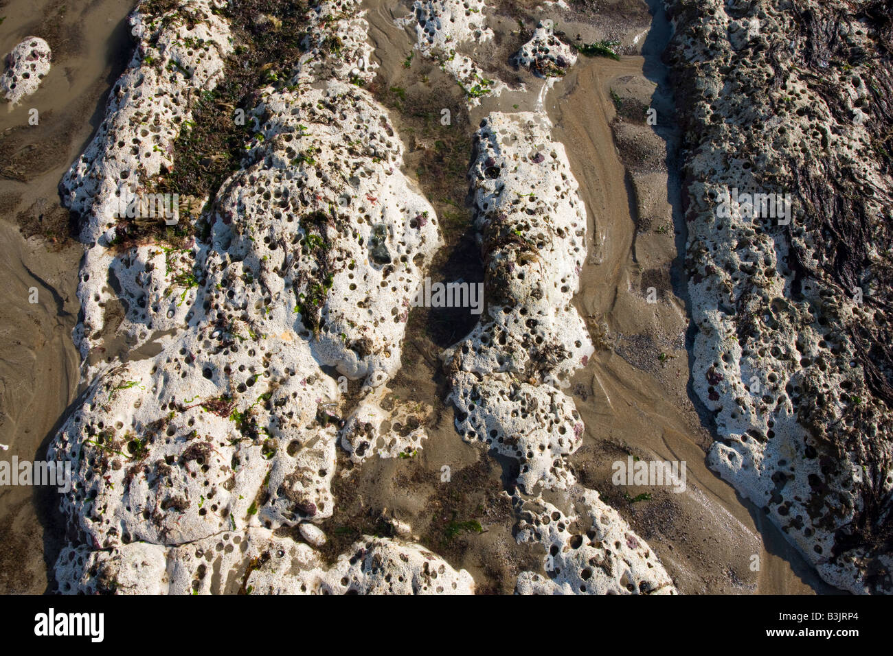 Holes in chalk made by rock boring molluscs Stock Photo - Alamy