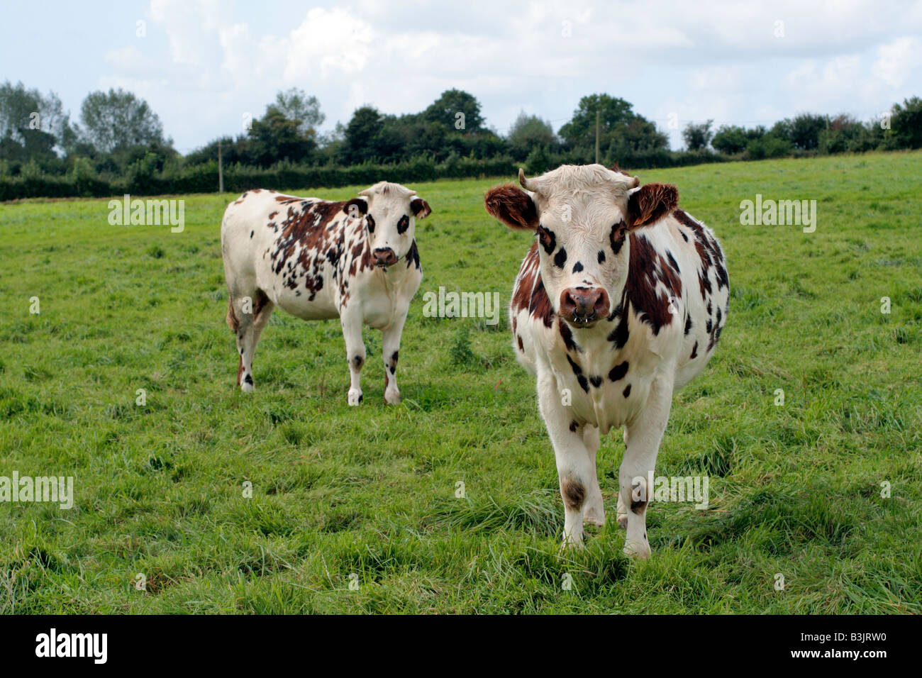 Normande cattle hi-res stock photography and images - Alamy