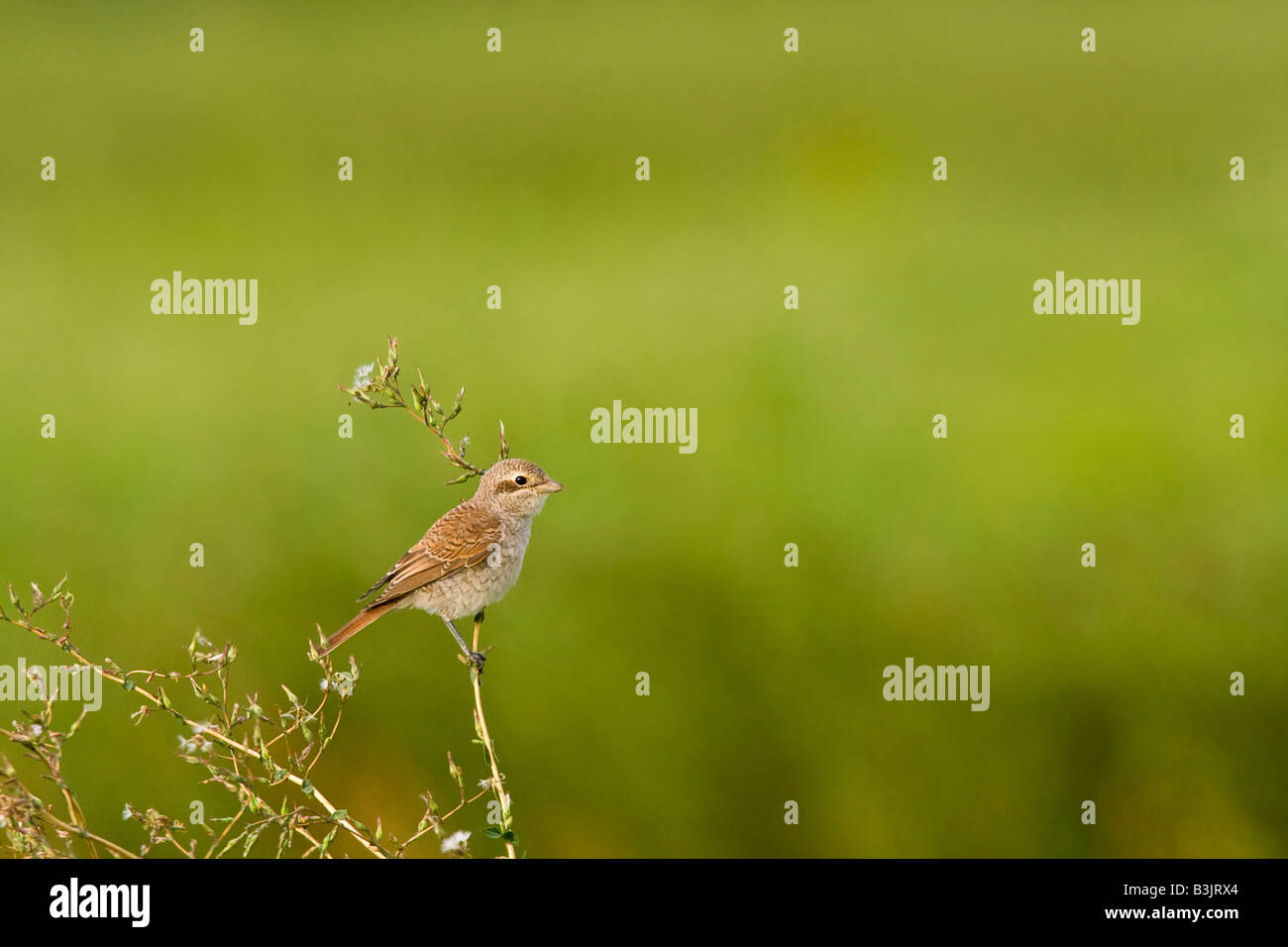Portrait of a red-backed shrike Stock Photo - Alamy