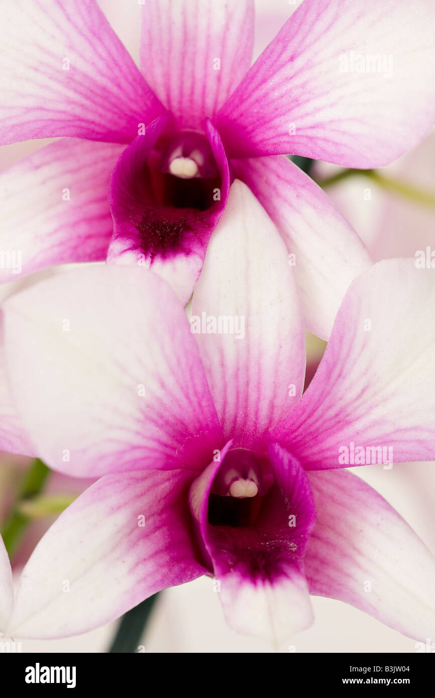 Magenta and white hi-res stock photography and images - Alamy