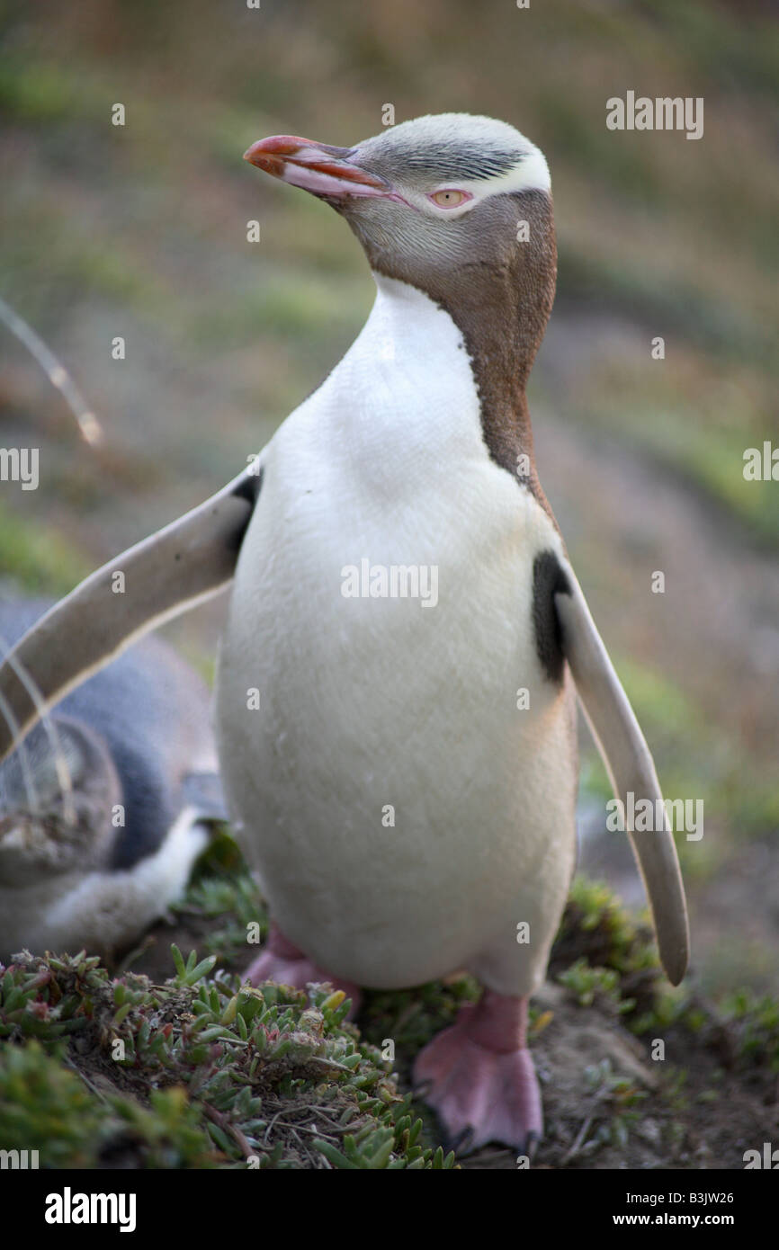 Penguin swim fish hi-res stock photography and images - Alamy
