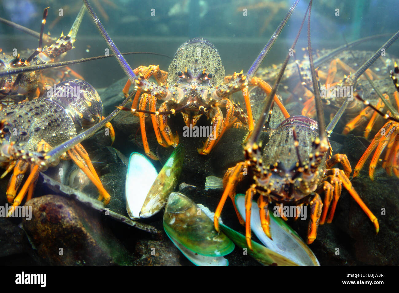Cray fishing hi-res stock photography and images - Alamy