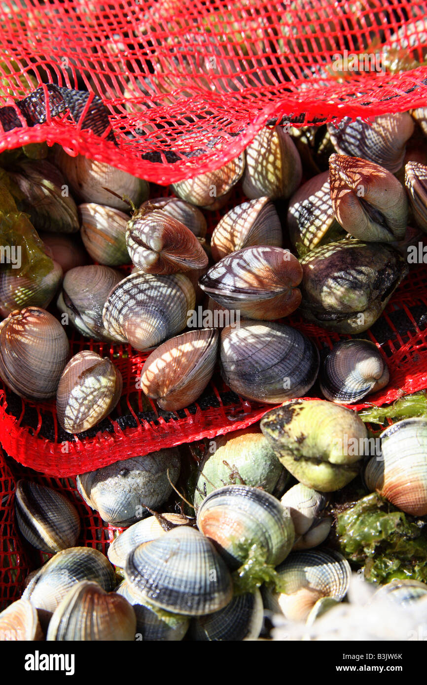 clams in a bag Stock Photo - Alamy