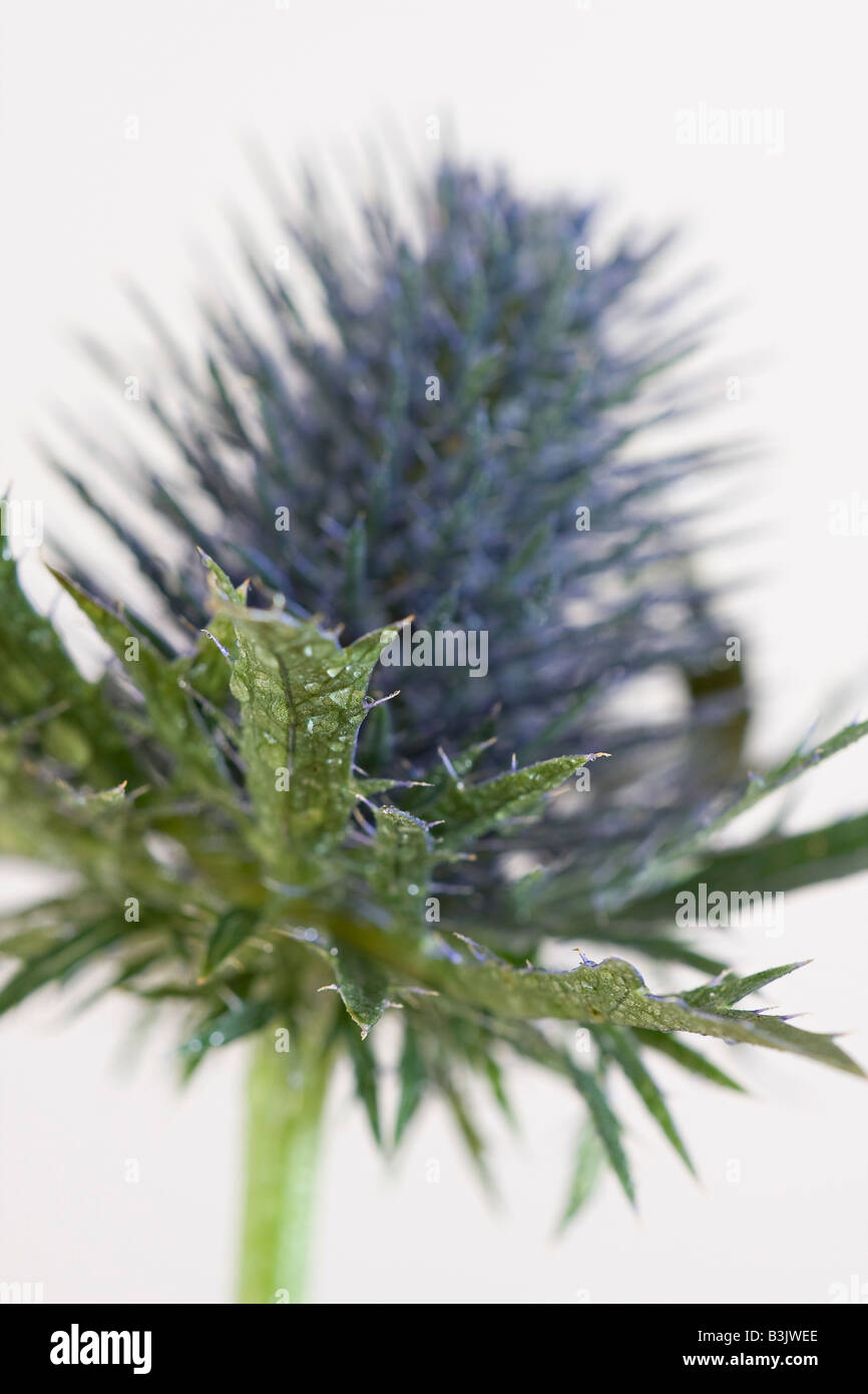 Single Sea Holly flower Stock Photo - Alamy