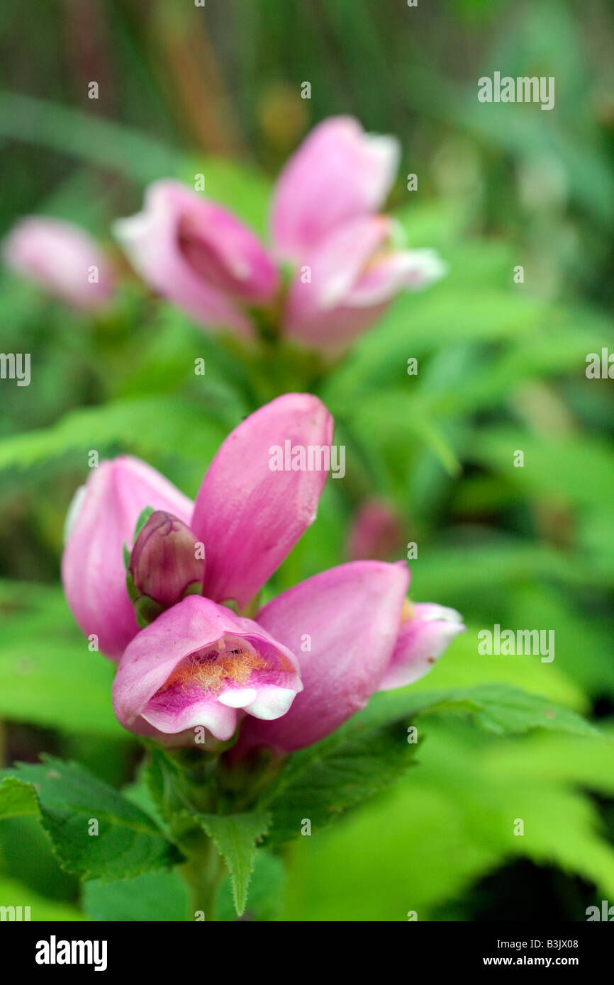 Chelone hi-res stock photography and images - Alamy