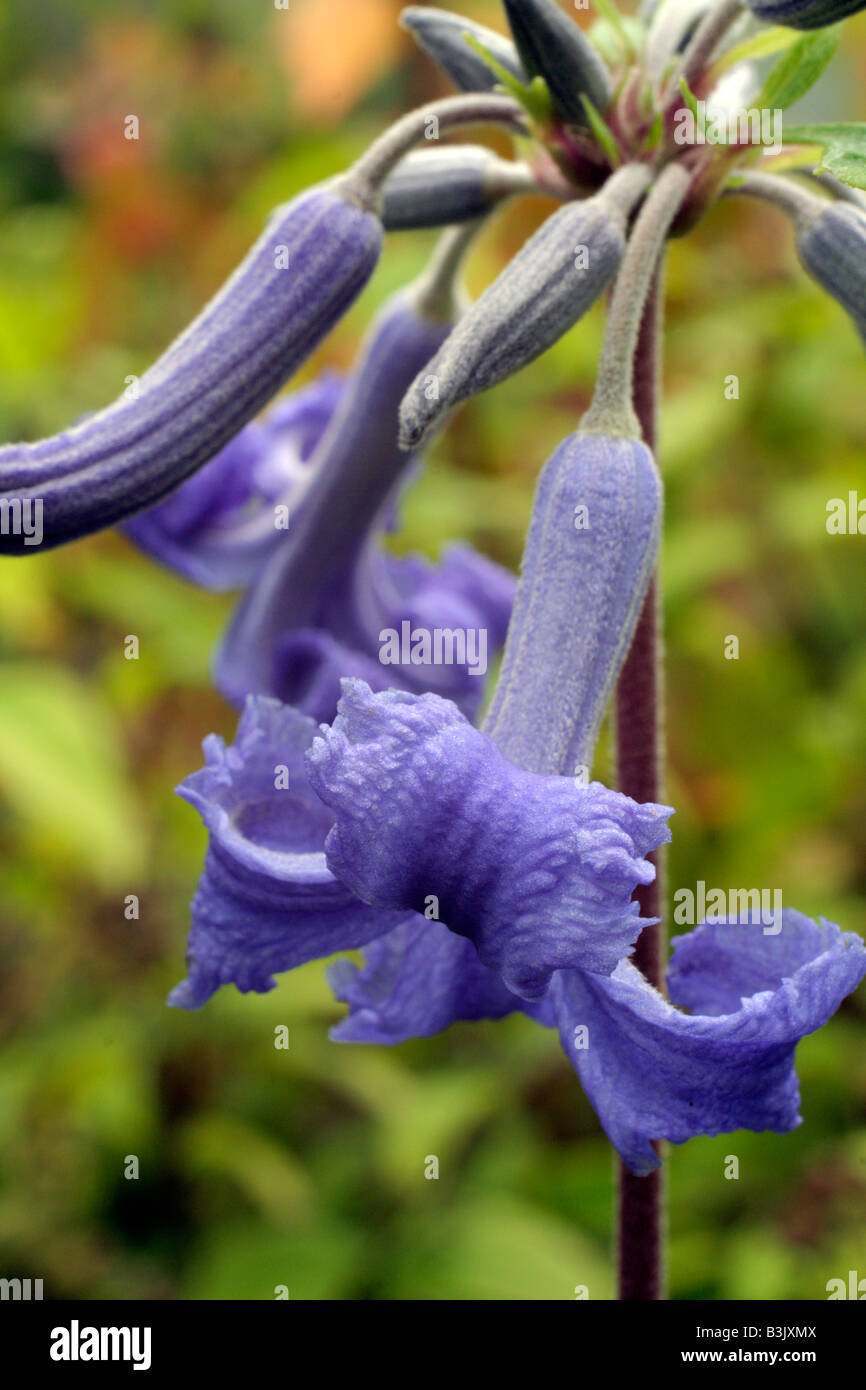 CLEMATIS HERACLEIFOLIA CASSANDRA Stock Photo - Alamy
