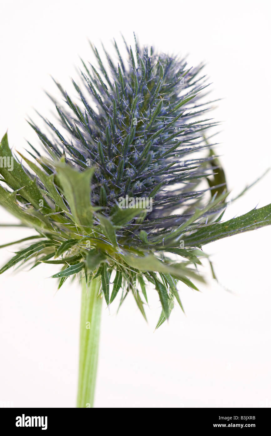 Holly flower hi-res stock photography and images - Alamy