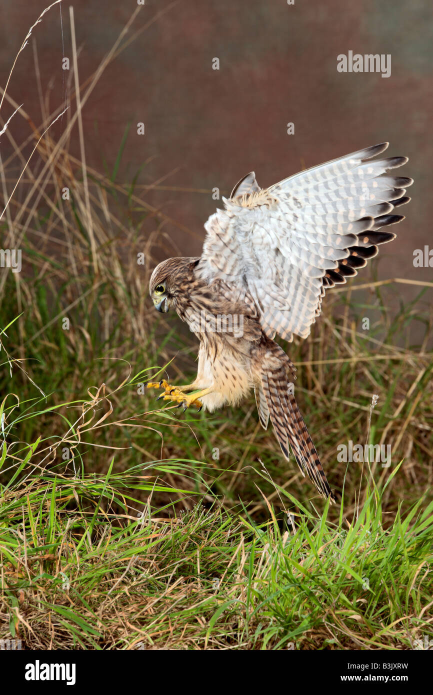 Andy hunt hi-res stock photography and images - Alamy