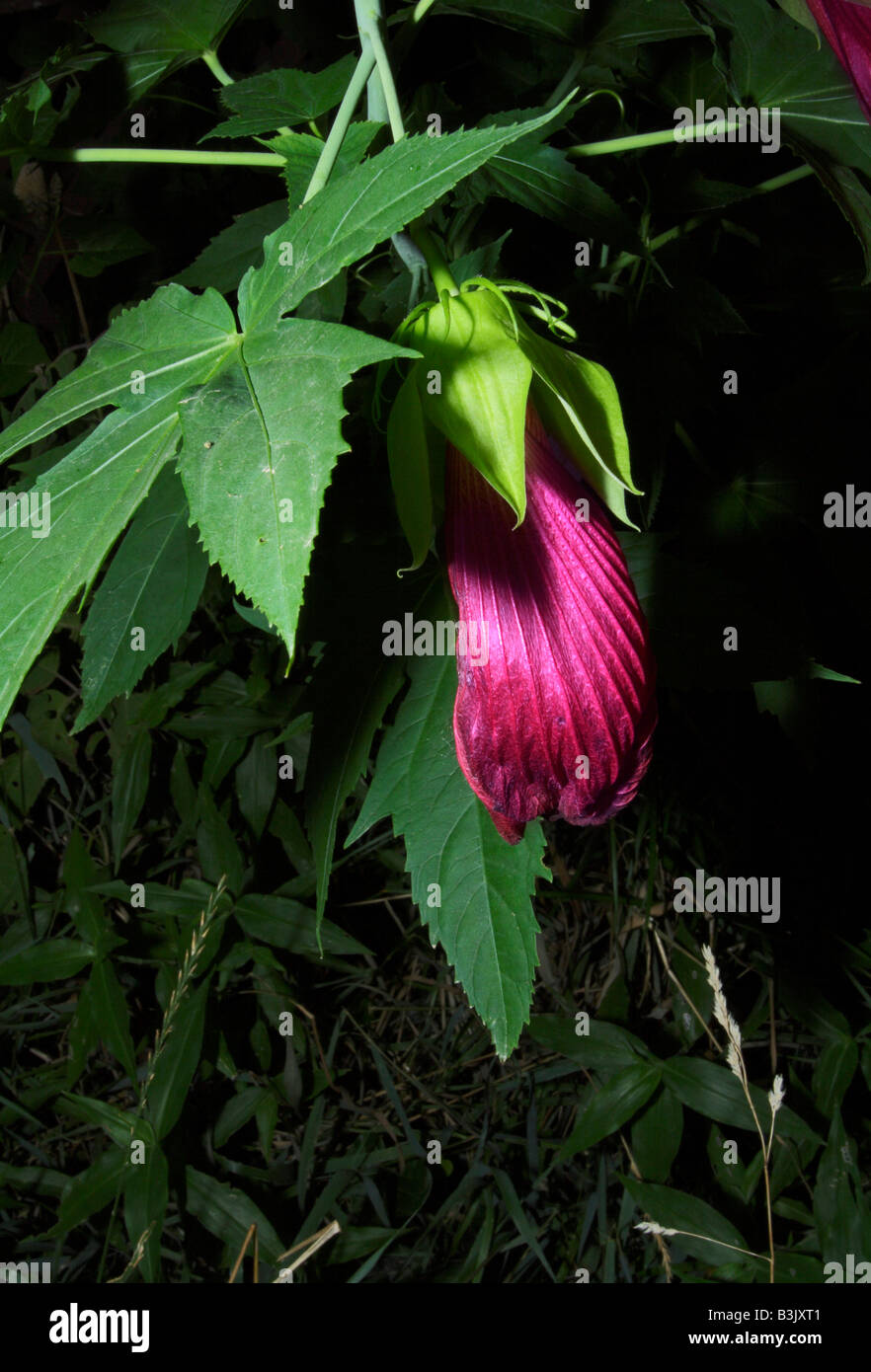 Hanging, closed blossom of a maroon hibiscus Stock Photo - Alamy