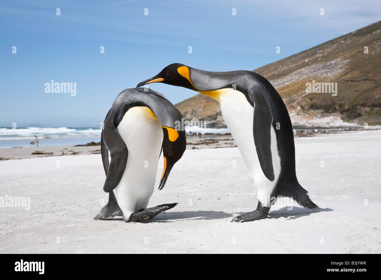 Adult King Penguin courtship display Stock Photo - Alamy