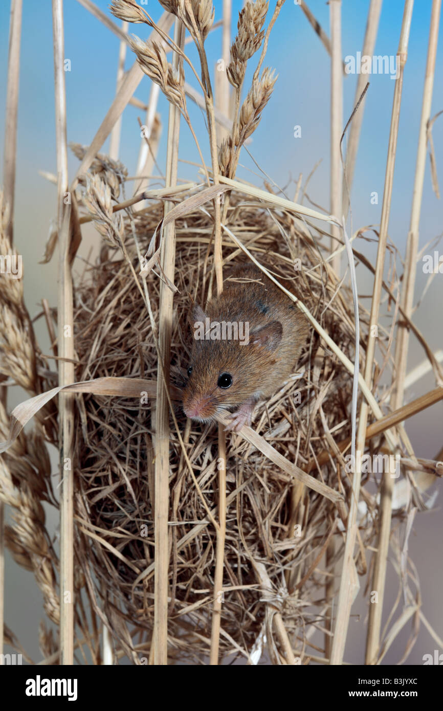 Harvest mouse nest hi-res stock photography and images - Alamy