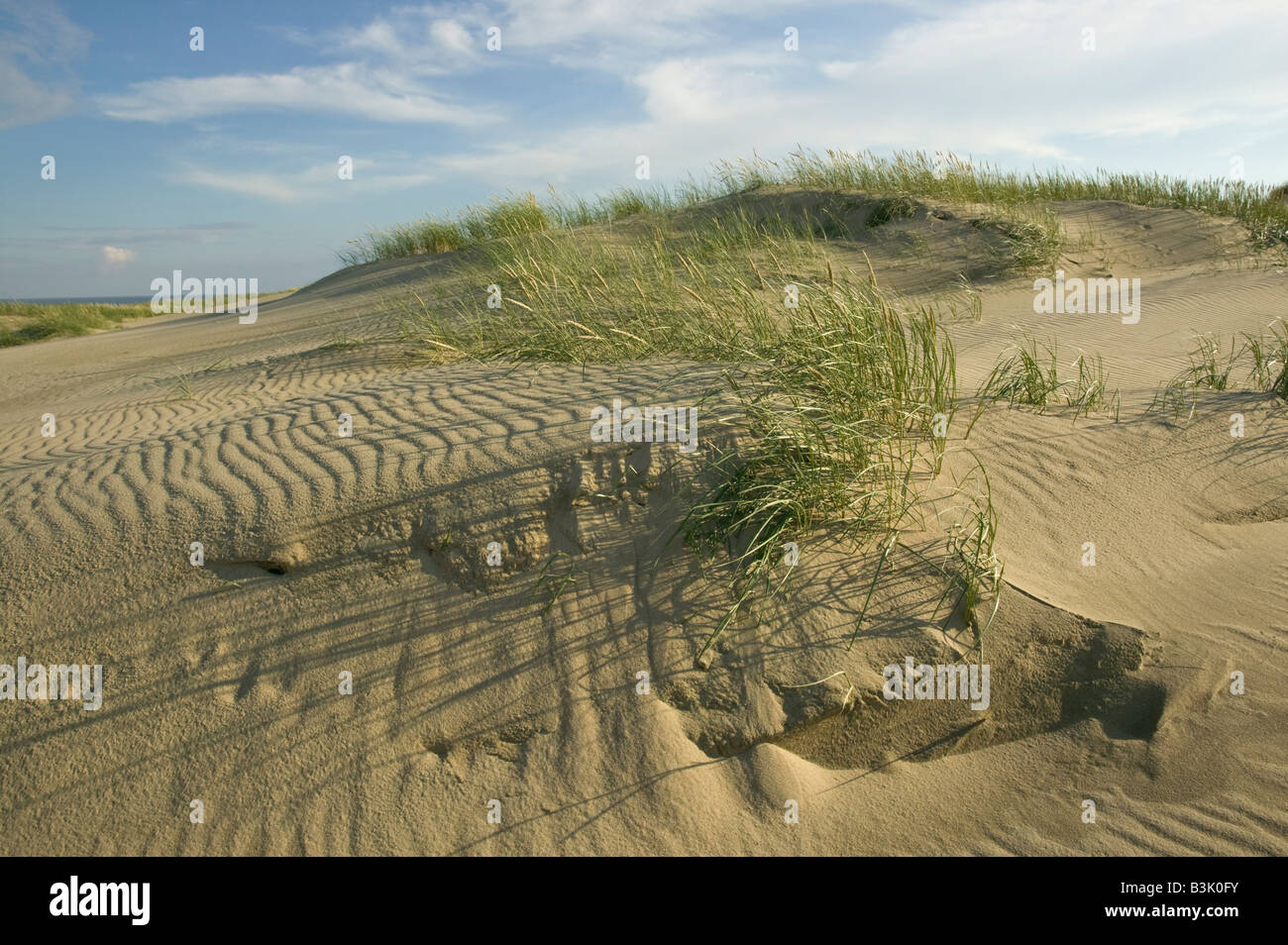 Parnidis Dune near Nida in Curonian Spit National Park Baltic coast of ...
