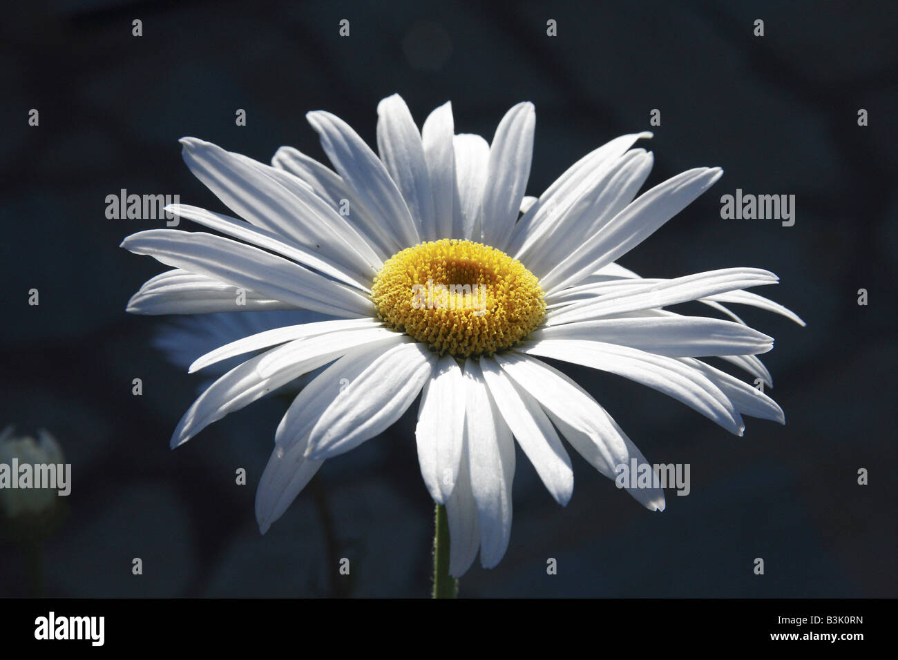 Picture of a daisy hi-res stock photography and images - Alamy