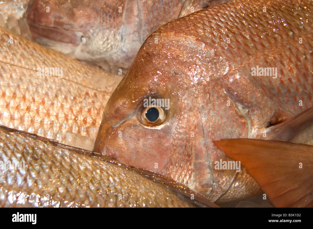Red snapper head hi-res stock photography and images - Alamy