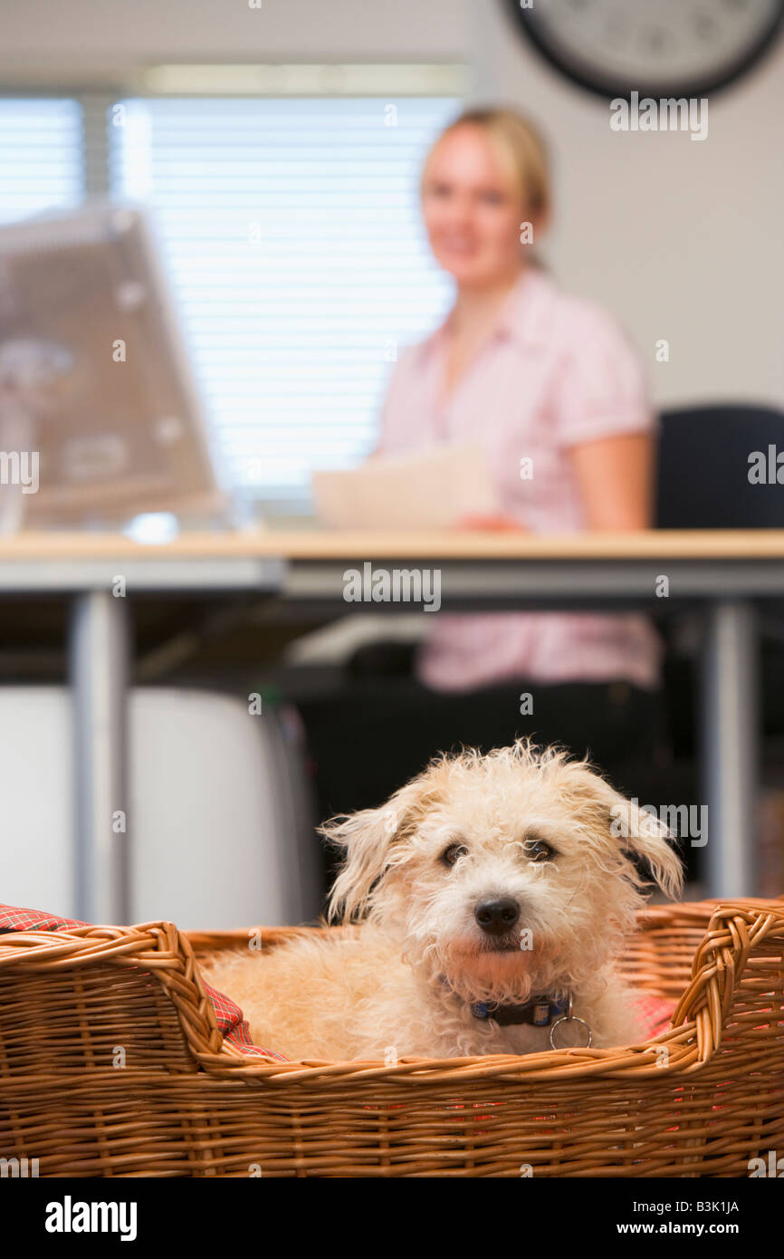 Dog lying in home office with woman in background Stock Photo - Alamy