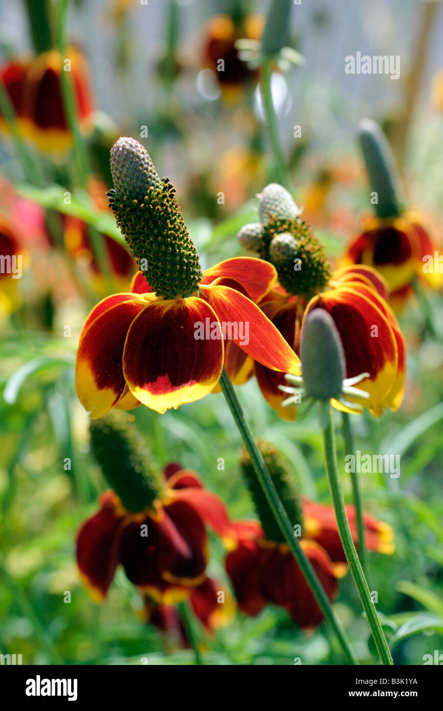 RATIBIDA COLUMNIFERA MEXICAN HAT OR PRAIRIE CONEFLOWER Stock Photo - Alamy