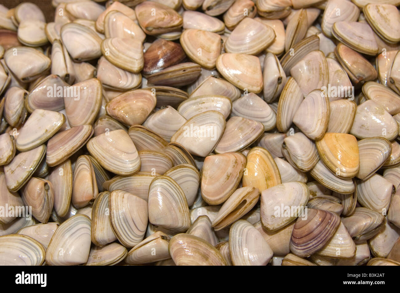 pippies eugari eugaries Stock Photo - Alamy