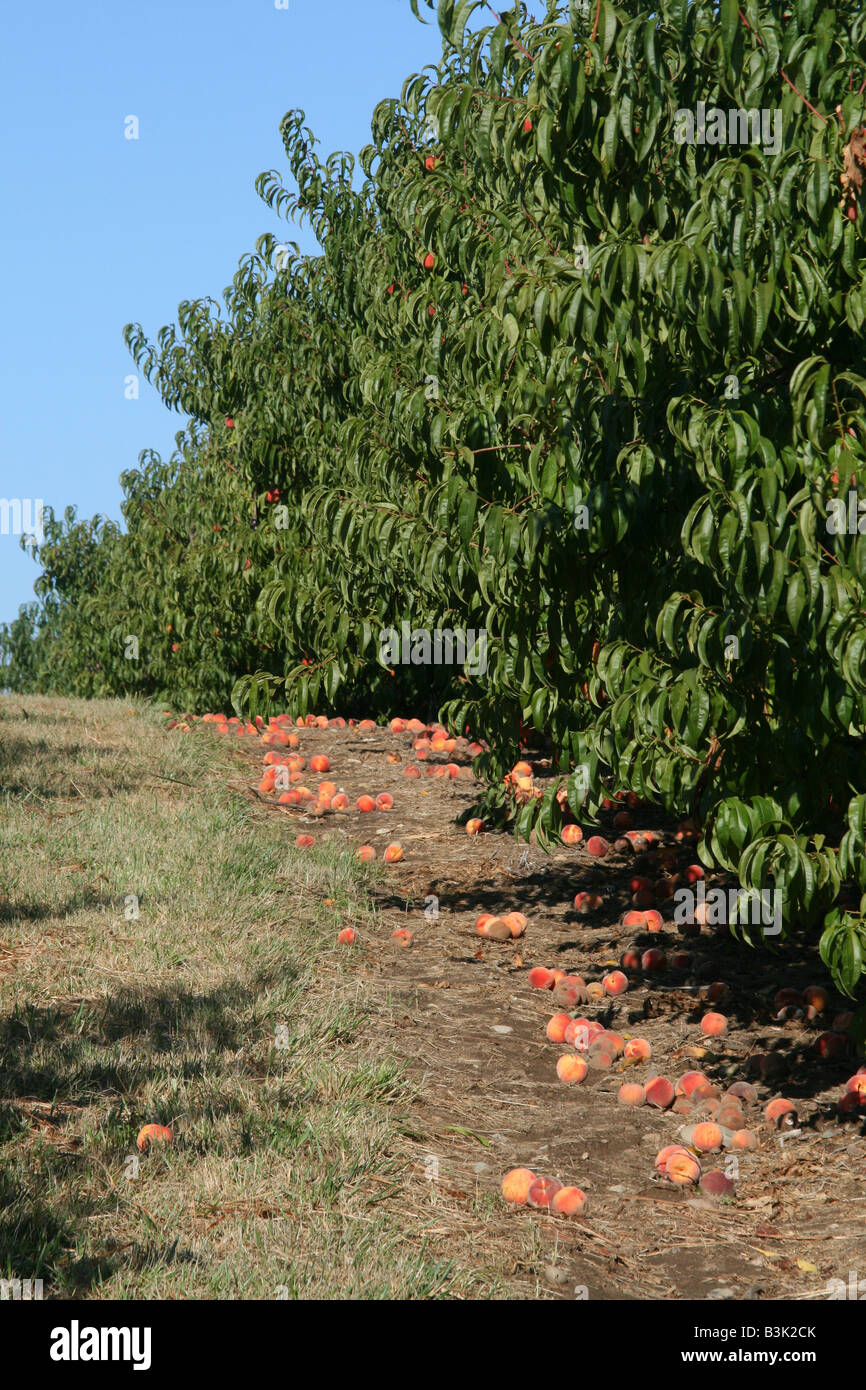 Rotting peaches in Orchard, Michigan USA Stock Photo - Alamy
