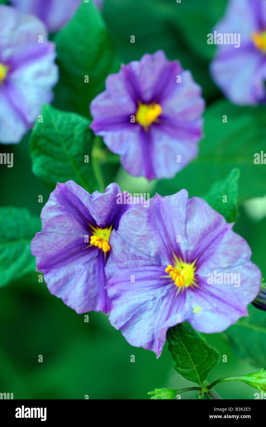 Solanum rantonnetii hi-res stock photography and images - Alamy