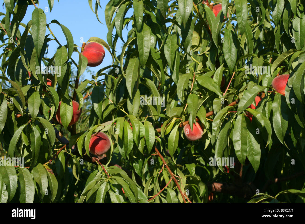 Peach trees, orchard, western Michigan USA Stock Photo - Alamy