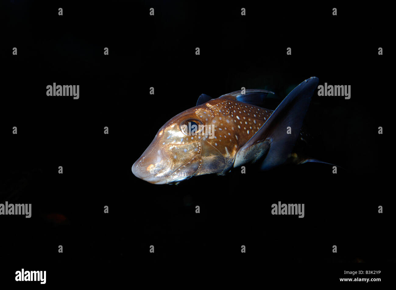 Spotted ratfish Hydrolagus colliei captive Stock Photo - Alamy
