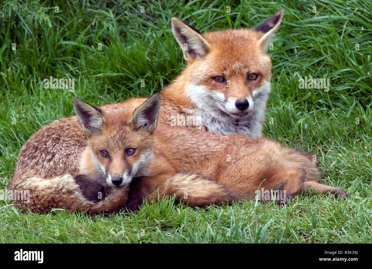 Fox mother and cub Stock Photo - Alamy