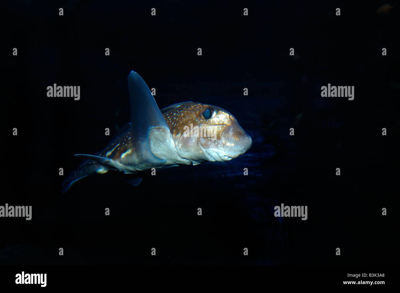 Hydrolagus colliei hi-res stock photography and images - Alamy