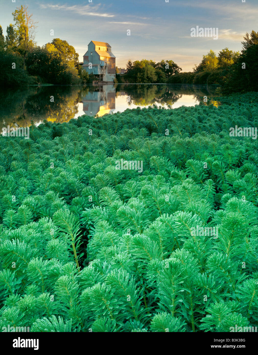 Kompf grain mill and Long Tom River Monroe Oregon Stock Photo - Alamy