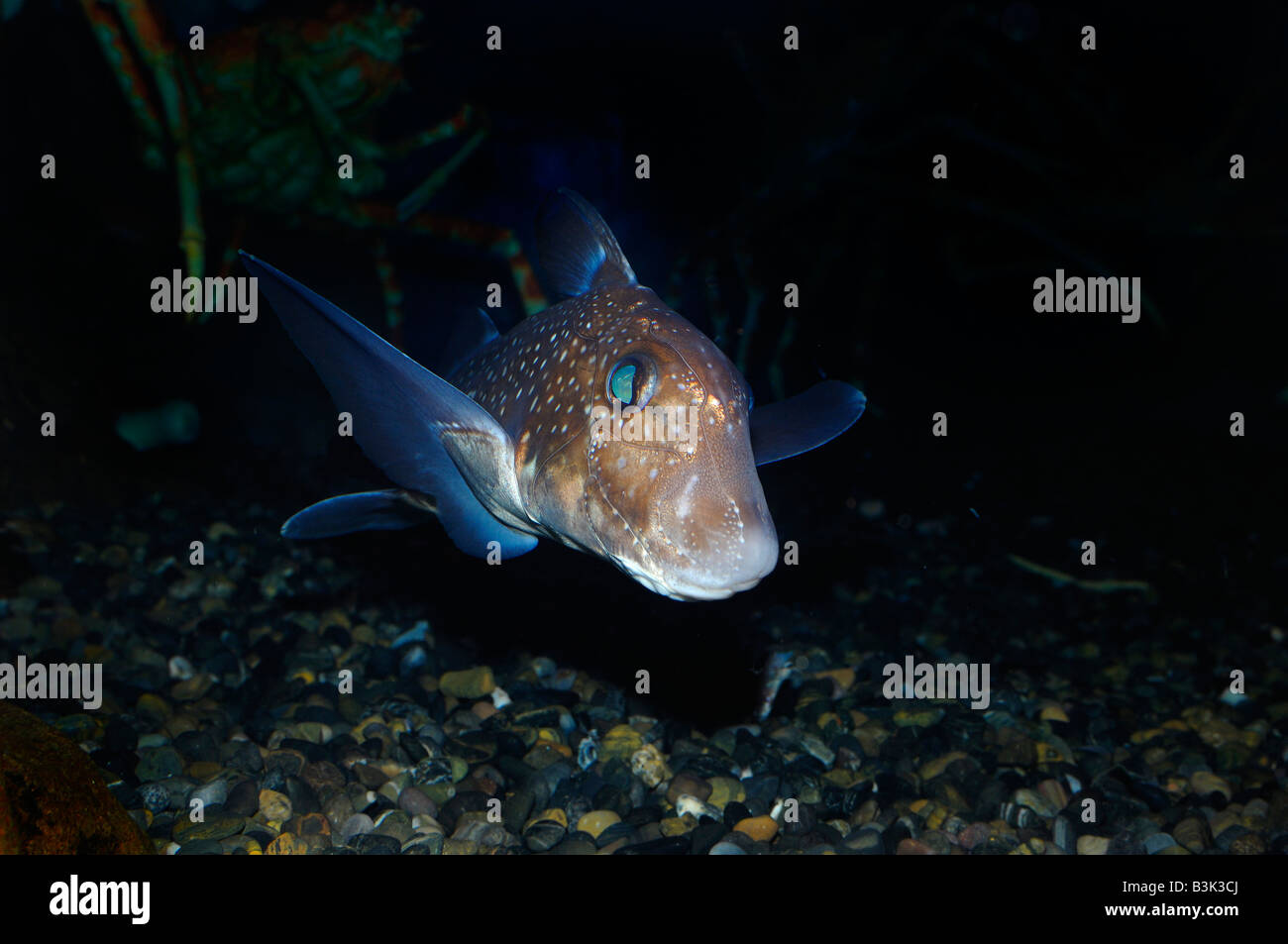 Ratfish hi-res stock photography and images - Alamy